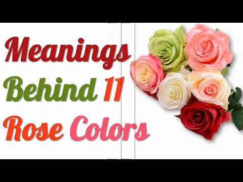 Let us know the meaning behind different color of roses