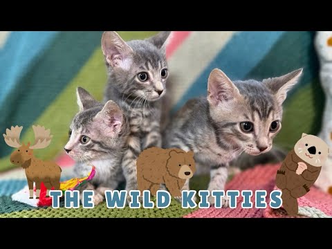 Cat for adoption - Moose Wild, a Domestic Short Hair Mix in Marysville ...