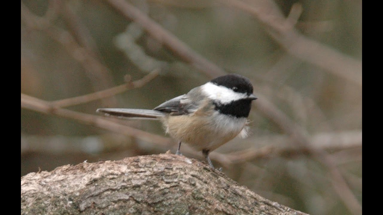03 Black-capped and Mountain Chickadee songs