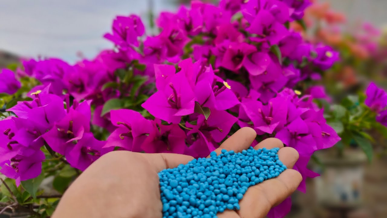 Cara Pemberian Pupuk Yang Pas Untuk Bougenville Agar Rimbun Bunganya