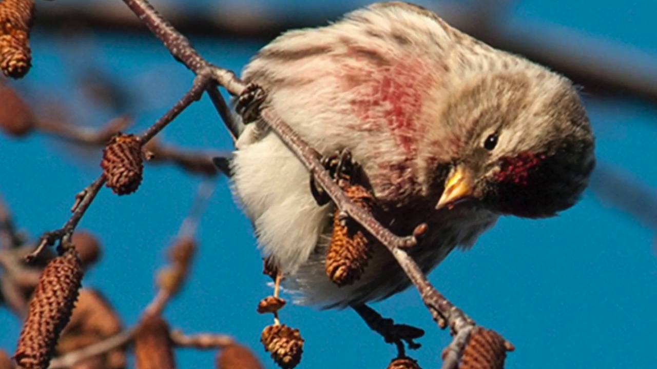 Exploring the Challenges and Benefits of Urban Forestry in the City of Chicago