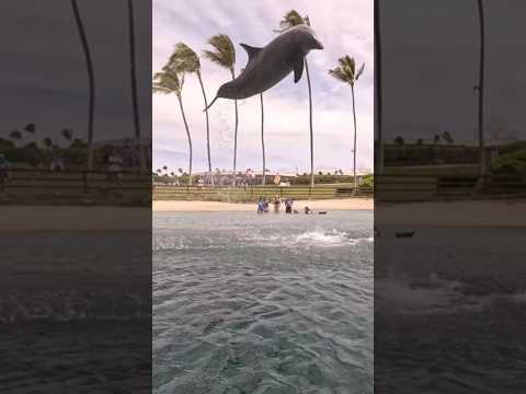 Did you know that Common bottlenose dolphins can leap up to 15 feet in the air?! #dolphin