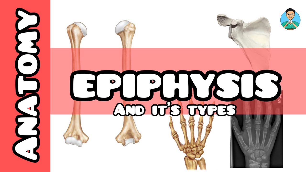 Epiphysis and it's types for USMLE
