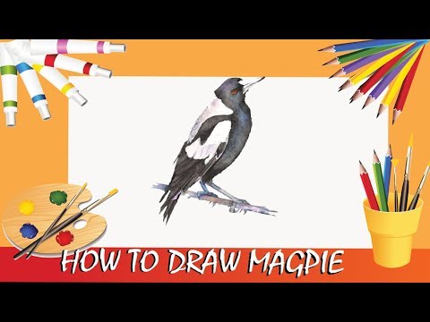 How to draw Magpie step by step – View and Draw – White Pixel