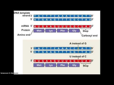 silent mutation