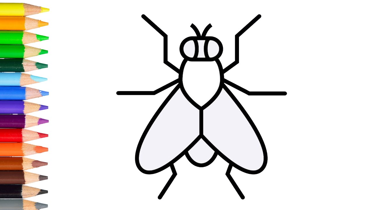 How to draw fly easy and step by step | learn drawing fly simple step short video