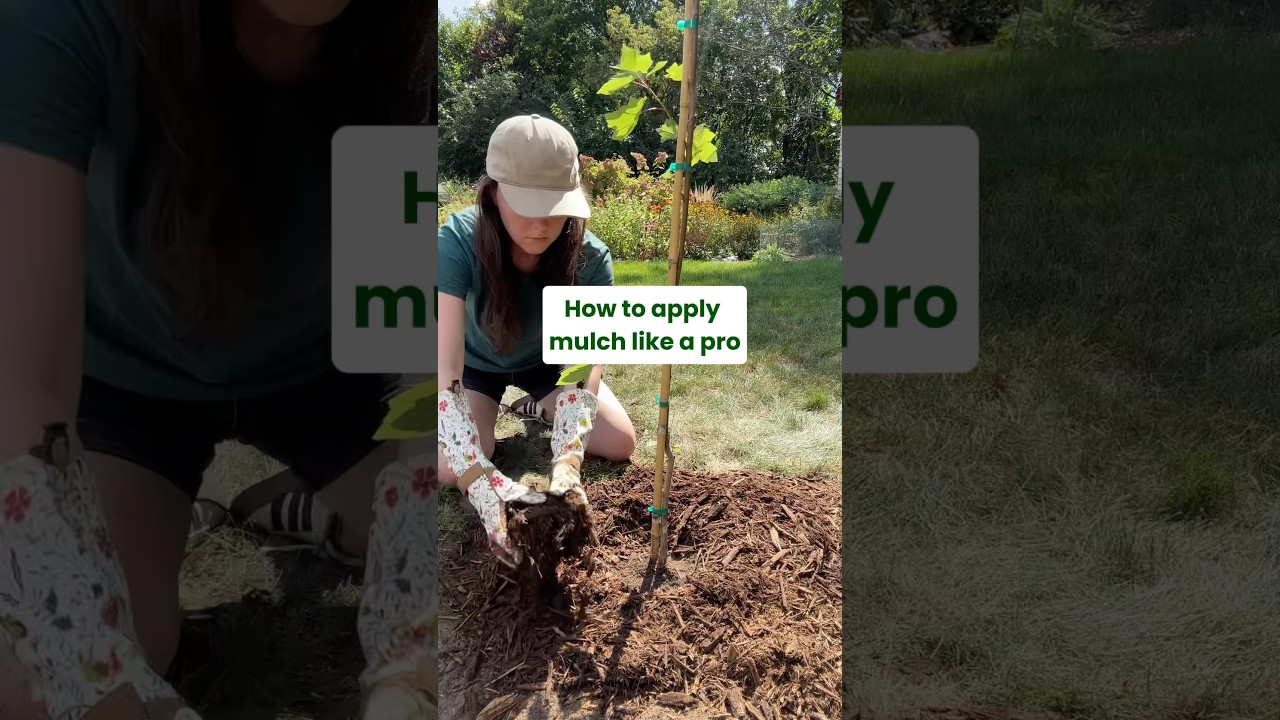 How to properly mulch a tree 🌲 #landscaping #gardening #plantingtips #trees