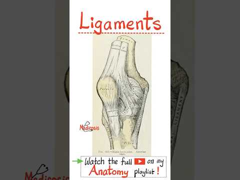 Cruciate Ligaments -Anatomy of Knee Joint - Anatomy of Lower Limbs...#doctor #nurse #anatomy