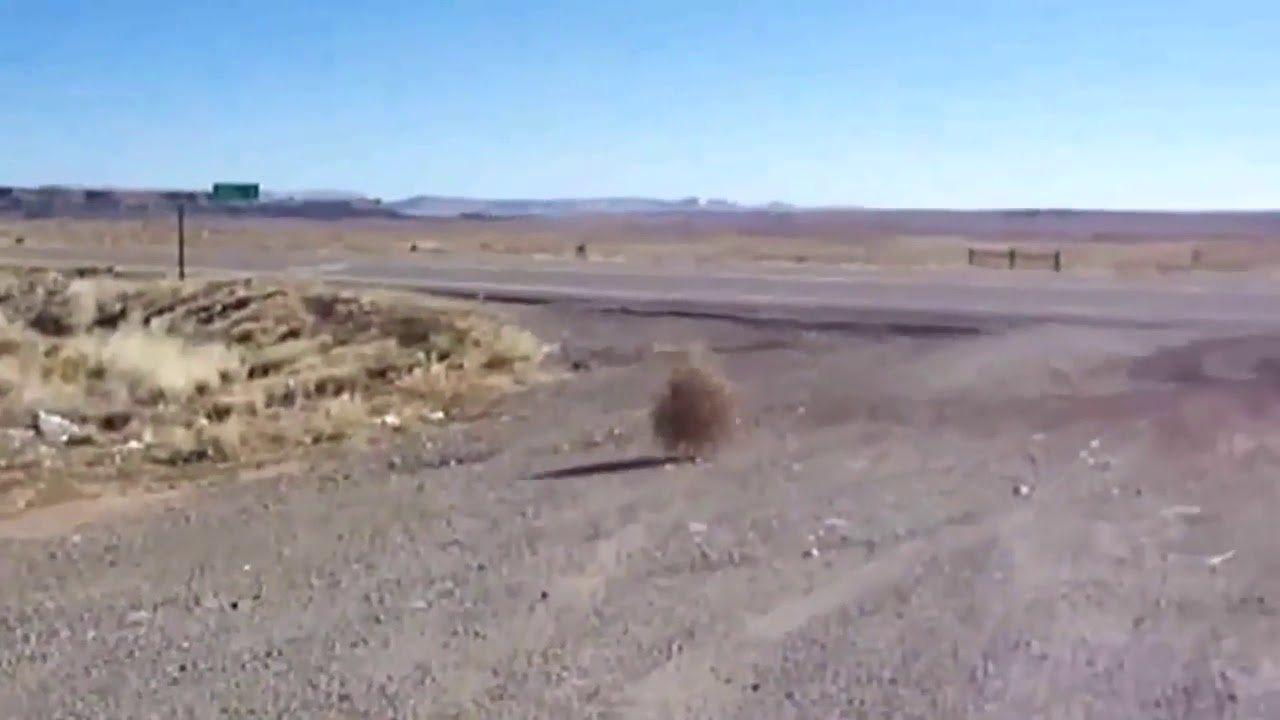 Grillo Desierto Planta rodante