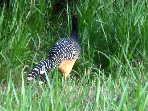 Bare-faced Curassow: Wild Family, Camouflaged in the Riverside Forest 🦜🌿Mutum-de-penacho