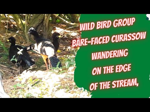 Bare-faced Curassow: A Family Free in the Wild – Brazilian Fauna 🦜🌿Mutum-de-penacho
