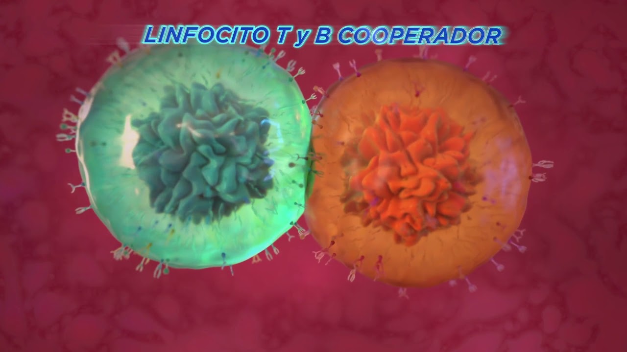 Activación de Linfocitos T y B