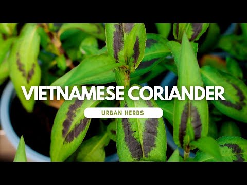 Introducing: Vietnamese Coriander