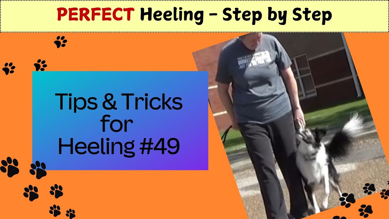 Heeling Tips & Tricks #49 Teaching Backing Up In HEEL- Teaching ...
