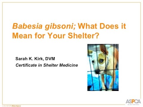Babesia gibsoni: What Does it Mean for Your Shelter? - conference recording