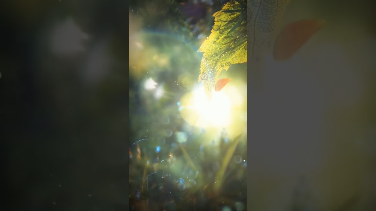 [samsung theme- video wallpaper] Green Nature
