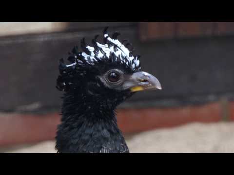 Bare-faced Curassow ♀