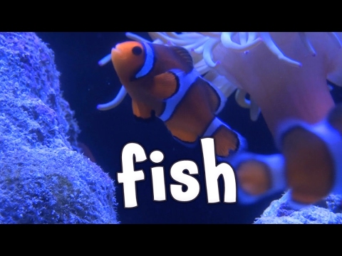 Ocean Animals for Kids