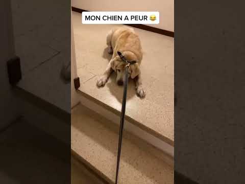 MON CHIEN EST BLOQUÉ DANS LES ESCALIERS…
