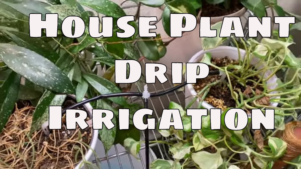 Indoor Self Watering RainPoint Automatic Irrigation System with Pump #RainPoint#MoreThanWaterSaving