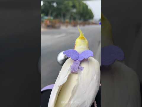 Unlock Freedom for Your Feathered Friend with the Best Bird Harness! 🐦