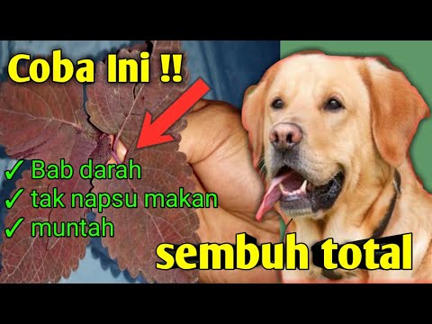BERBAGI PENGALAMAN||CARA MENGOBATI ANJING YANG SAKIT