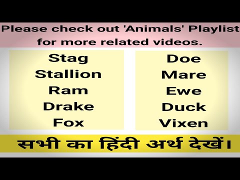 Drake meaning in hindi | Vixen meaning in hindi | Stag meaning in hindi