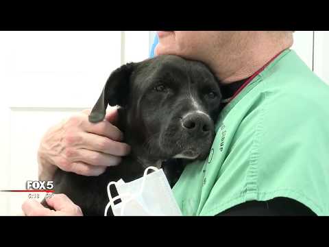 Veterinarian, orthopedic surgeon team up to save animals