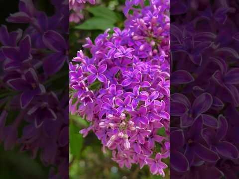 Spring Flowers (Syringa vulgaris) #lilac #spring #mostpopular #flowers #germany