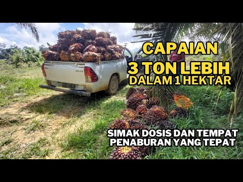 Pupuk KCL untuk Kelapa Sawit capaian 3 Ton Lebih per hektar !!