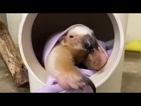 Morning stretches with Gonzo the Tamandua