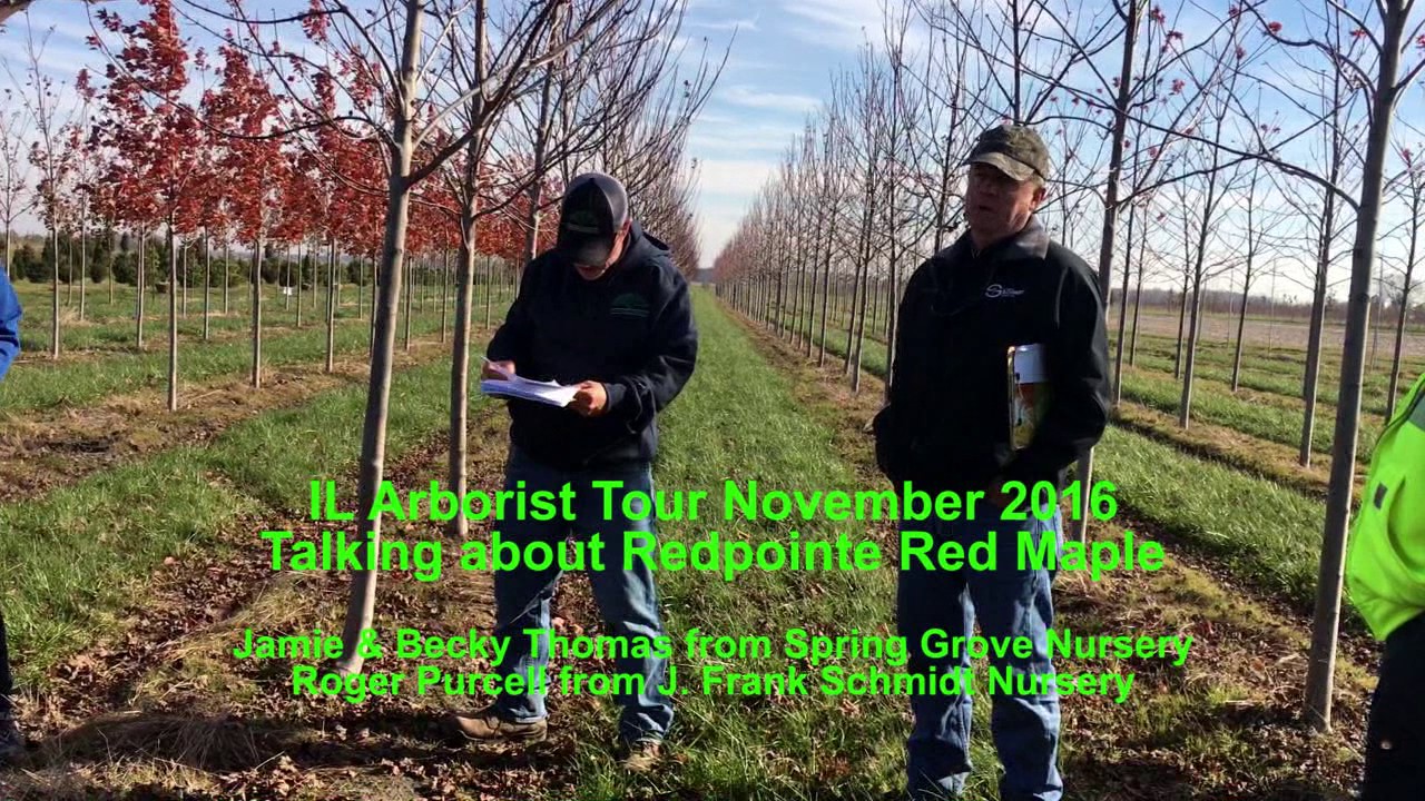 IAA Nursery Tour Talking About Redpointe Red Maple