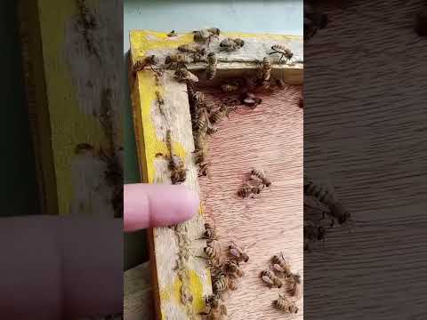 The Apis Millifera Western Honey bees #apismellifera #honeybee #bee #beekeeping