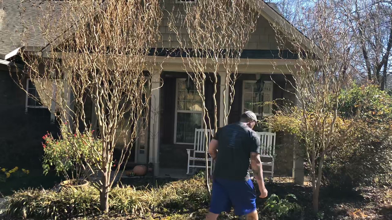 Trimming Corkscrew Willows