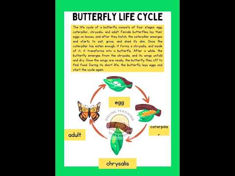 Life cycle of a Butterfly | Butterfly life cycle #lifecycle #lifecycleofbutterfly