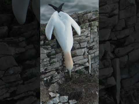 Cheeky gannet thief steals nesting material #robertefuller #gannet #discoverwildlife #seabird