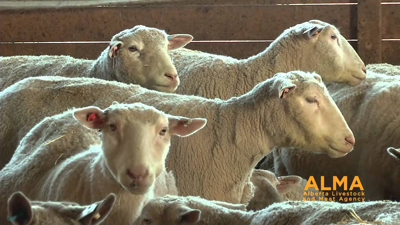 Alberta Lamb Producers' Resources and Tools Program