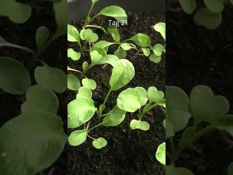 RUCOLA im Topf anbauen 🌱 #shorts #rucola