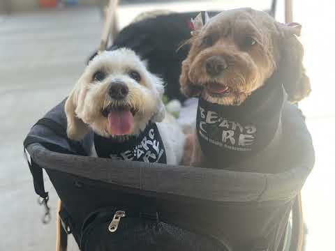 How dogs help bring kids to therapy at this Central Valley school district