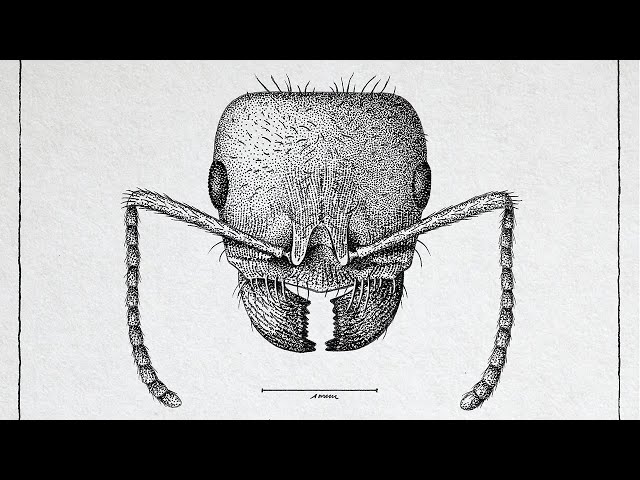 Ant, Veromessor pergandei - Isa Loureiro Scientific Illustration