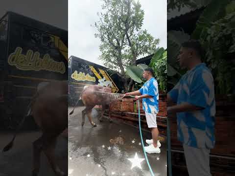 PERAWATAN KHUSUS SAPI KURBAN IRFAN HAKIM #shorts #sapi #cow  #shortvideo #artis #sapijumbo #irfan