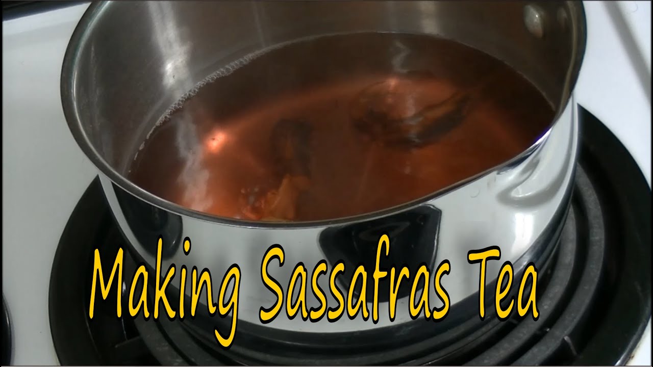 Harvesting Edible Sassafras Root For Making Tea