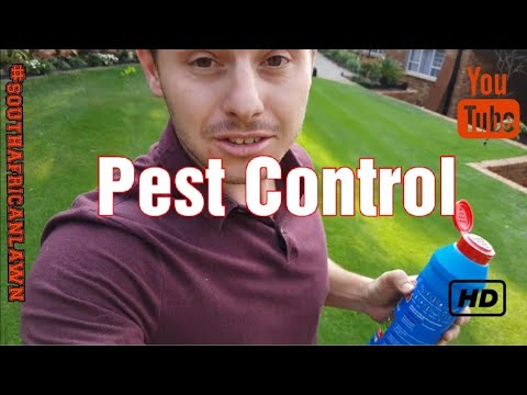 Can I control ANTS with a household product??