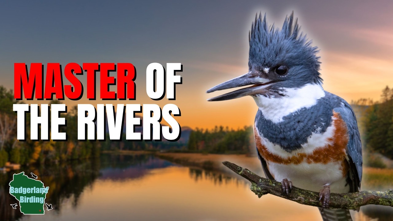 5 Things You Didn't Know About Kingfishers!