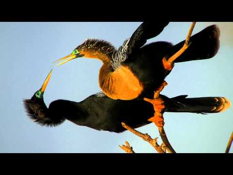 Anhingas Courting in Florida
