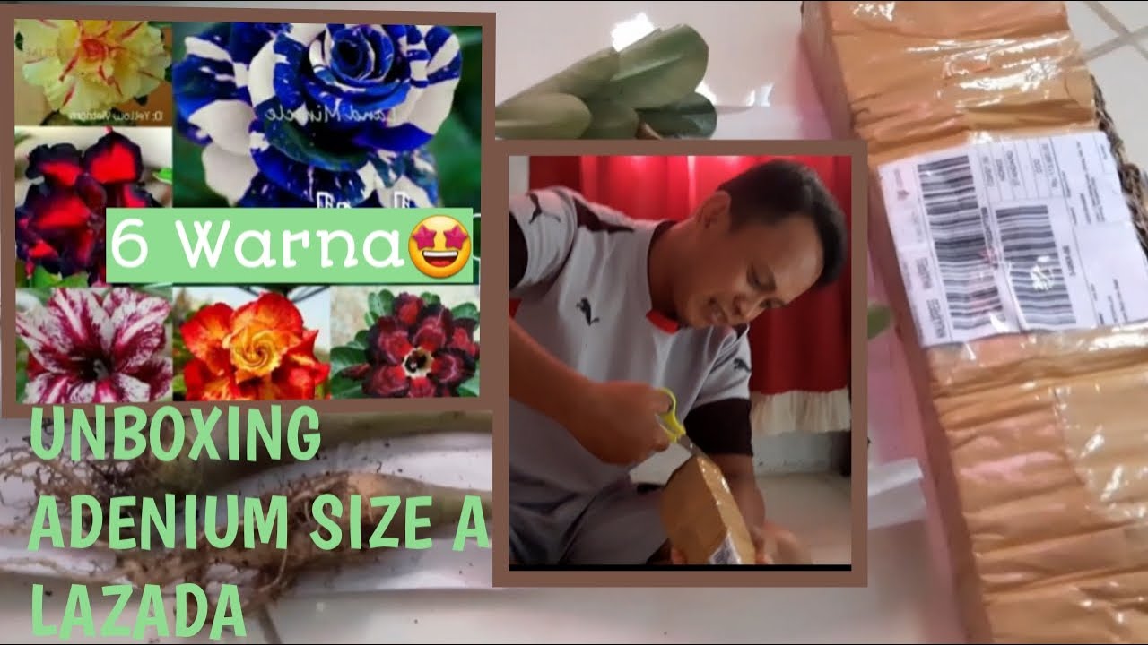 UNBOXING PAKET BUNGA ADENIUM LAZADA TERNYATA🥴..............