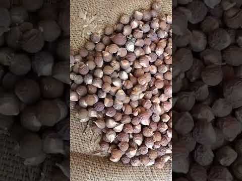 Soap Nut - Ritha Latest Price, Manufacturers & Suppliers