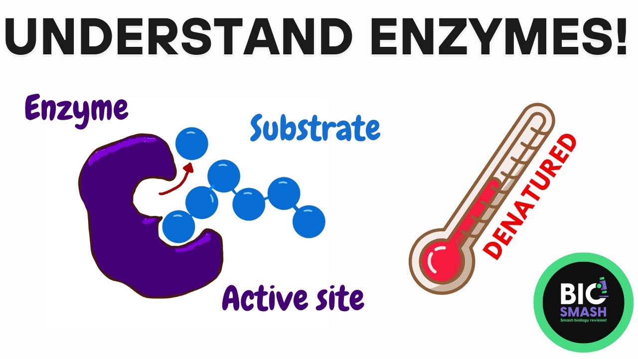 Improve your grades by understanding enzymes I GCSE Biology