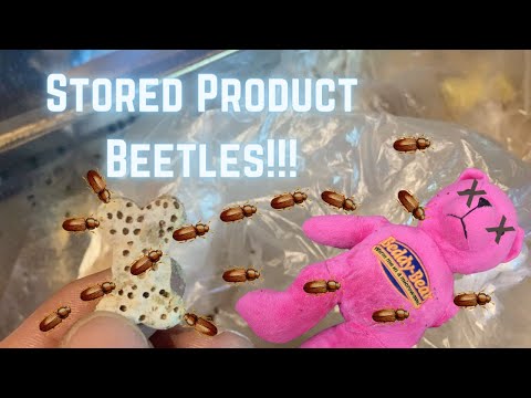 HELP! Beetles in my kitchen, Beetles in my bedroom, Beetles around my windows!STORED PRODUCT BEETLE.