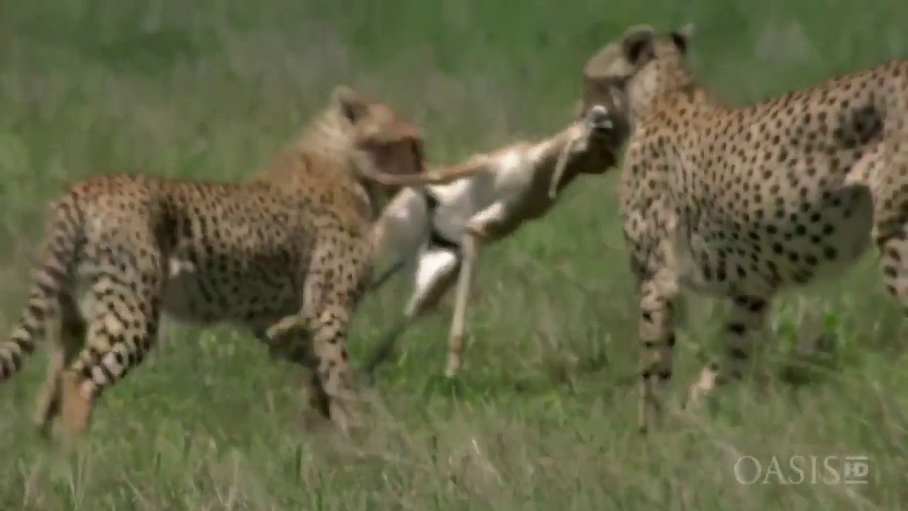 Extinctions The Cheetah ★ Extinction Channel